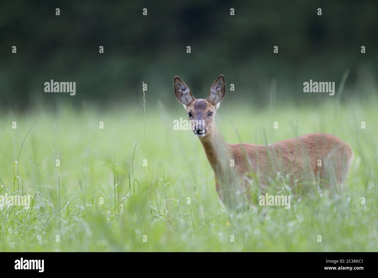 Roe Deer doe one year old stands and secures on a meadow Stock Photo ...