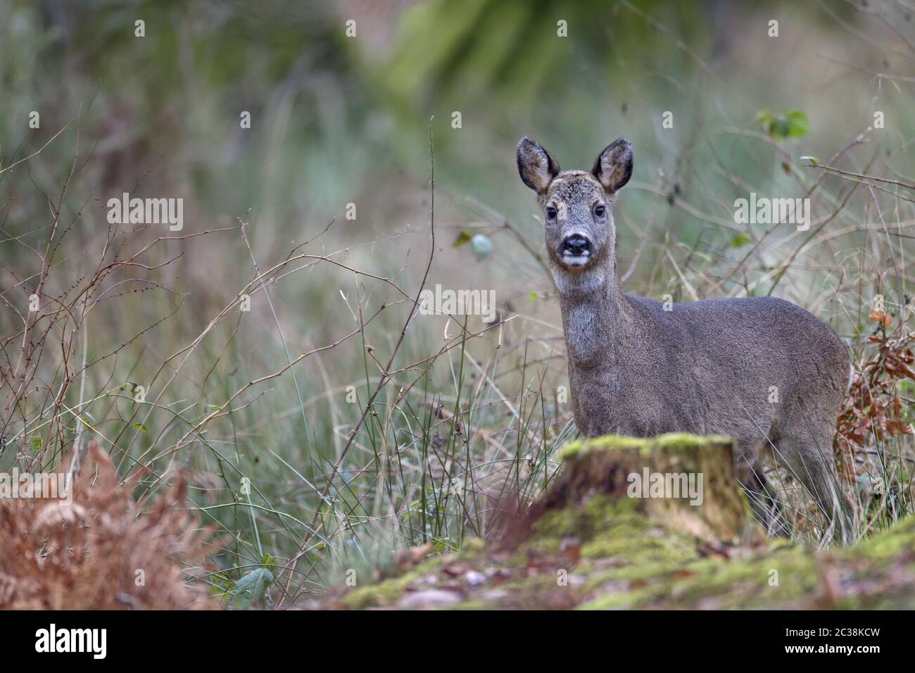 Short antlers hi-res stock photography and images - Alamy