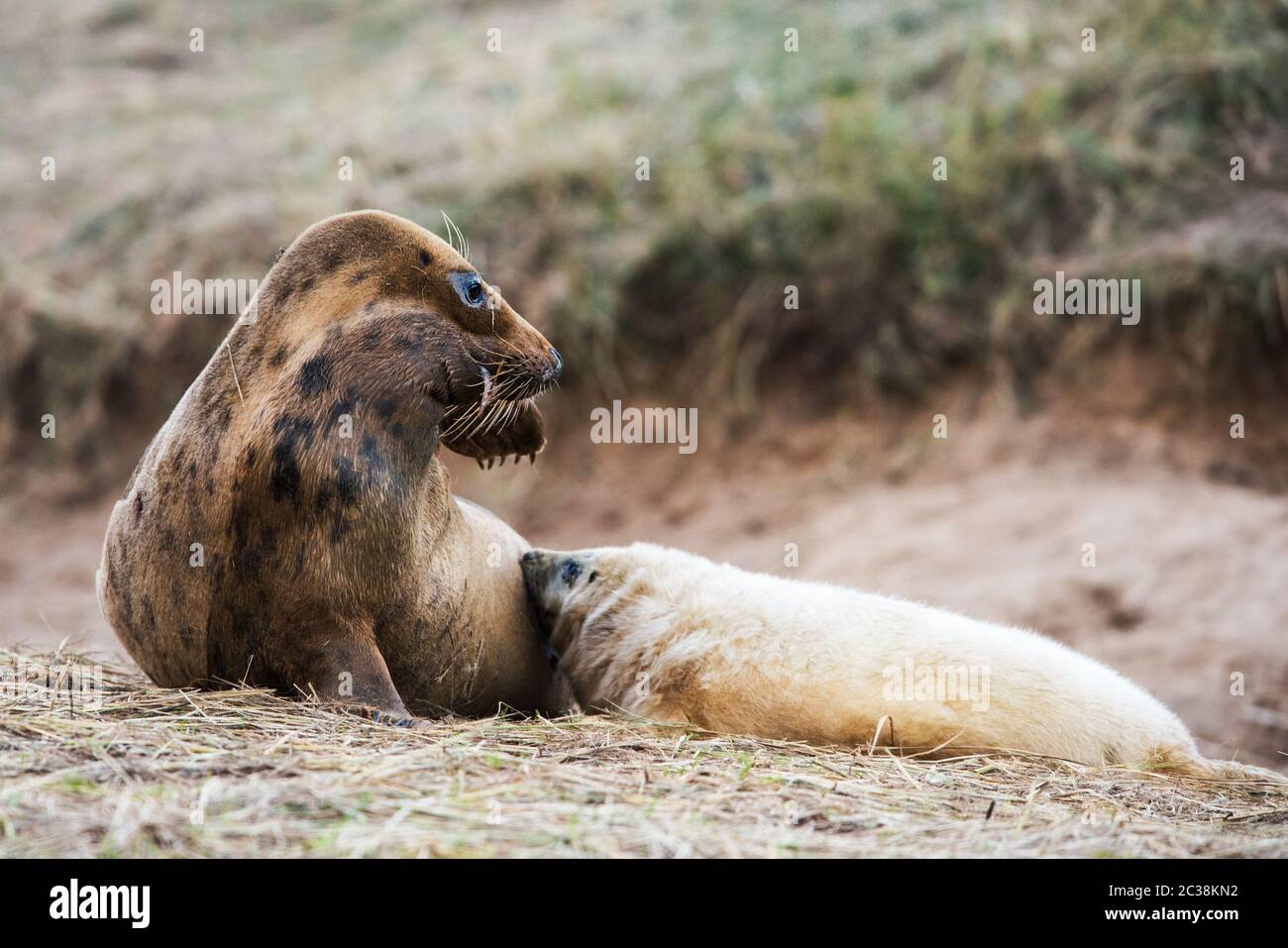 Female with Puppy of Gray seal. Grey Seals come in winter to coastline ...
