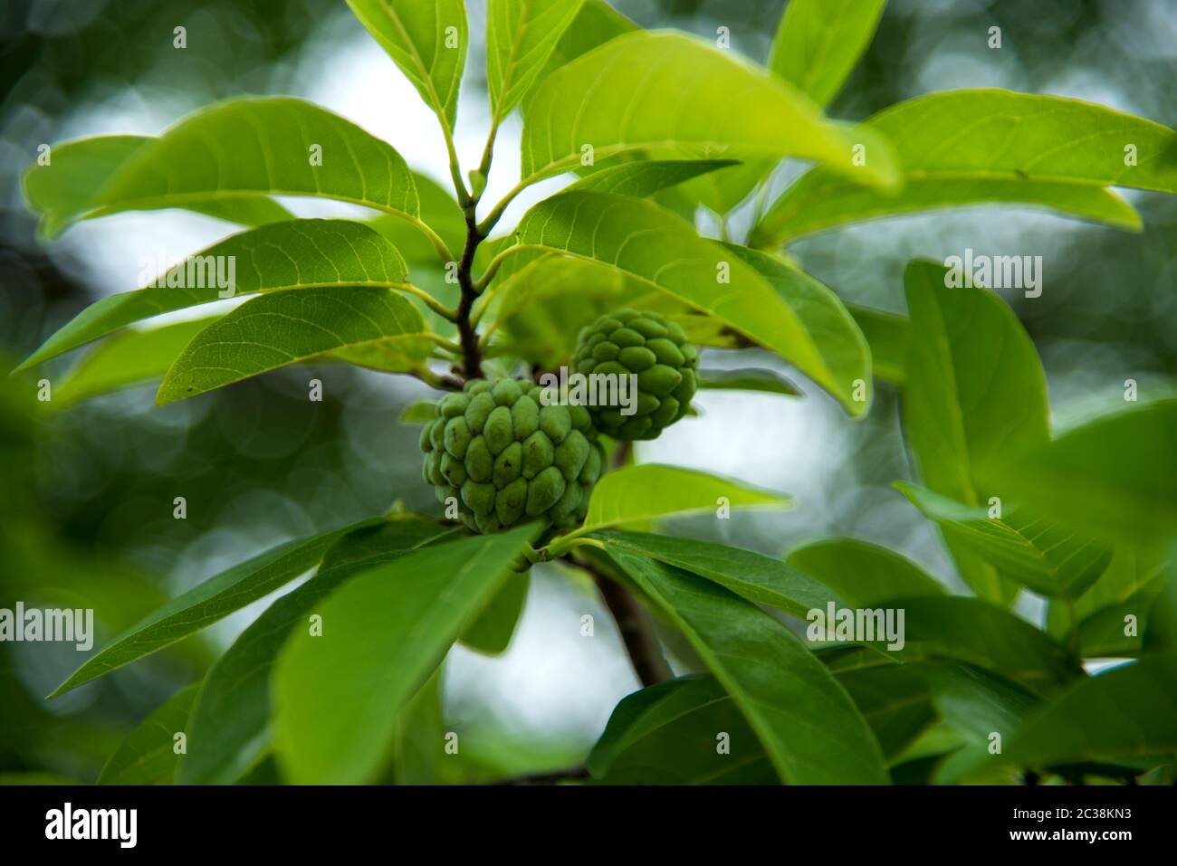Custard apples or Sugar apples or Annona squamosa Linn. growing on a ...