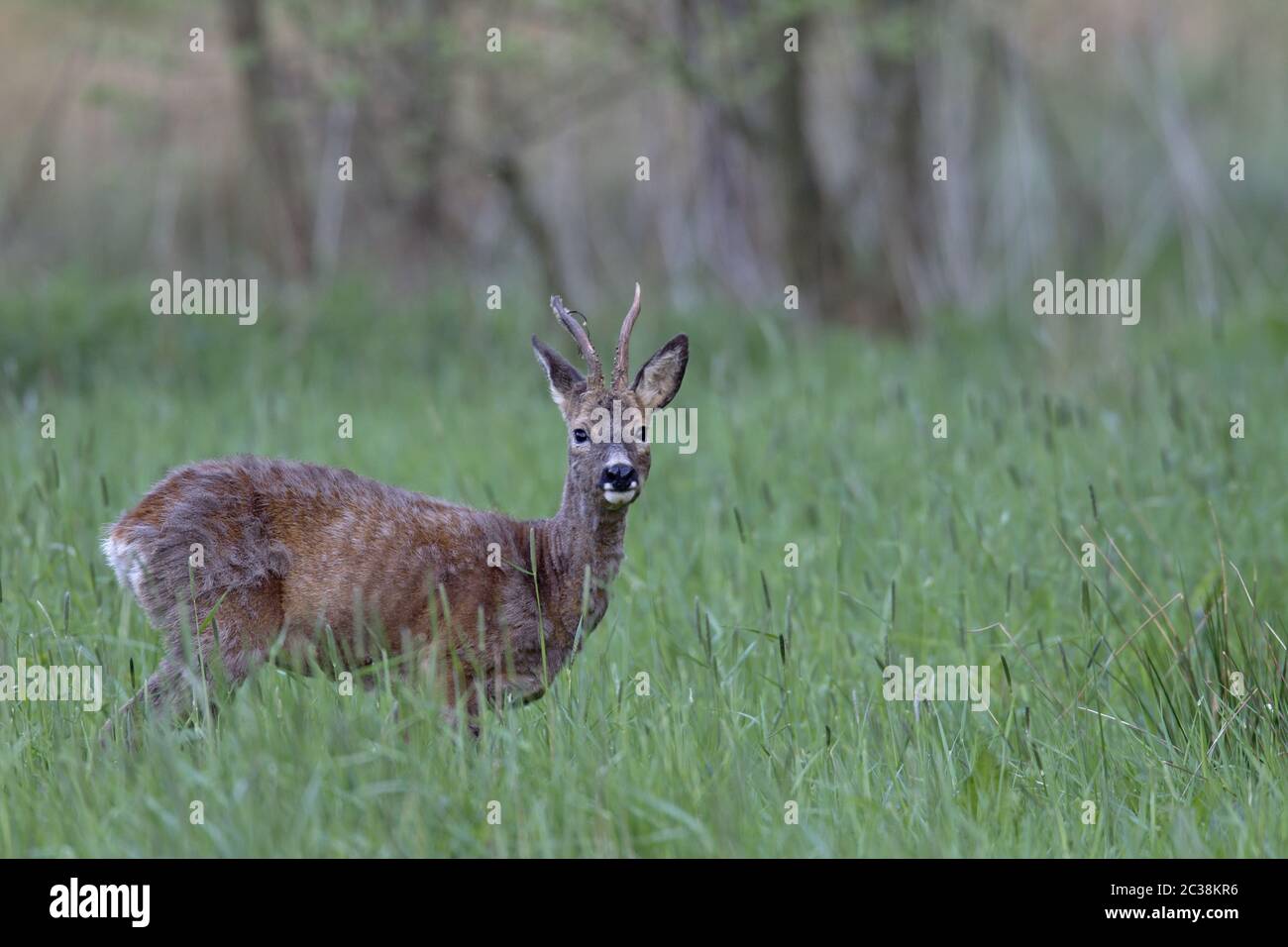 Illness condition hi-res stock photography and images - Alamy