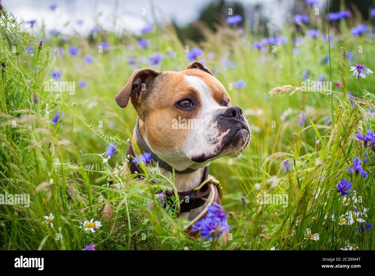 English bulldog flower hi-res stock photography and images - Alamy