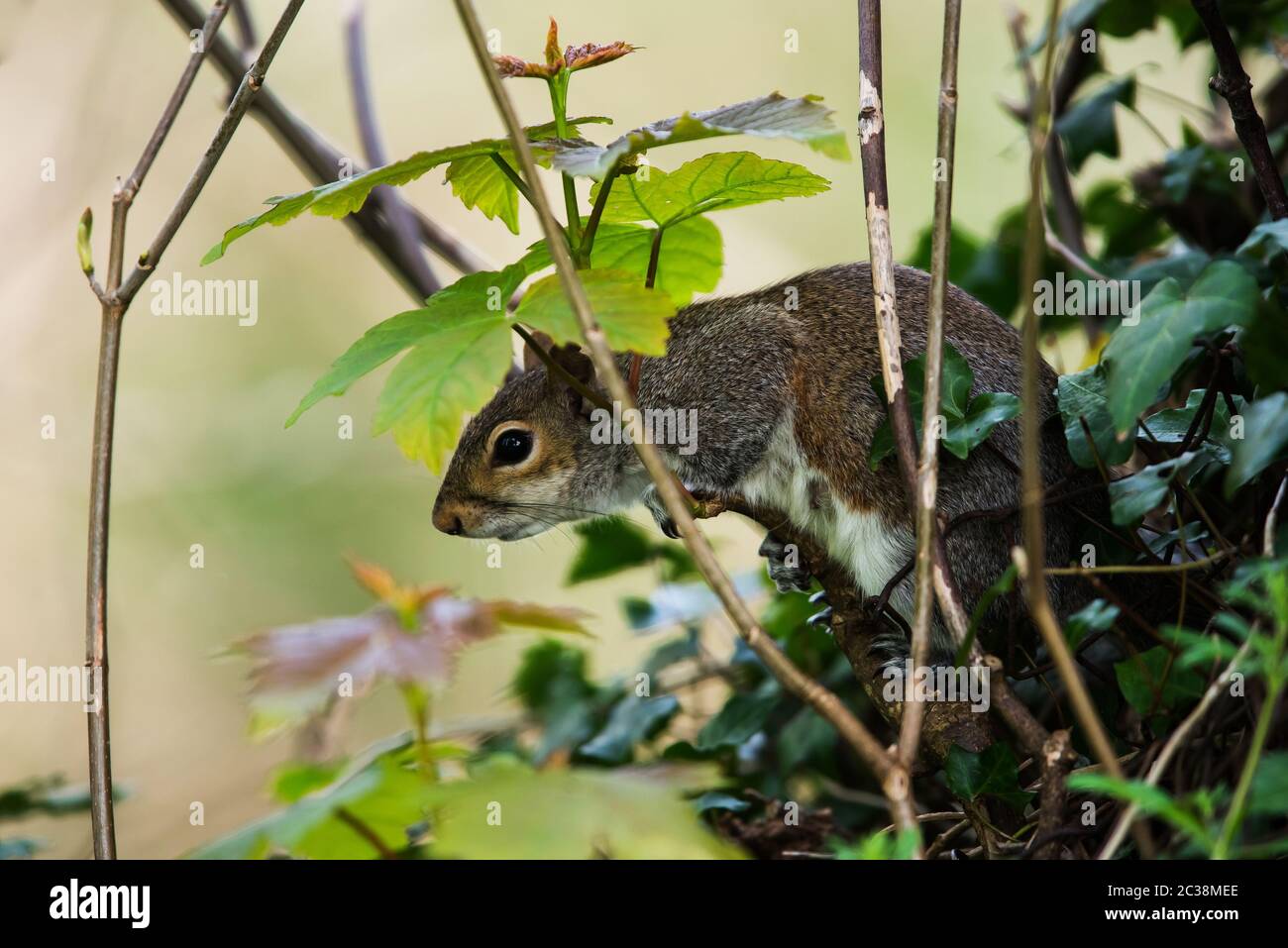Eastern Gray Squirrel in her environment. Her Latin name is Sciurus ...