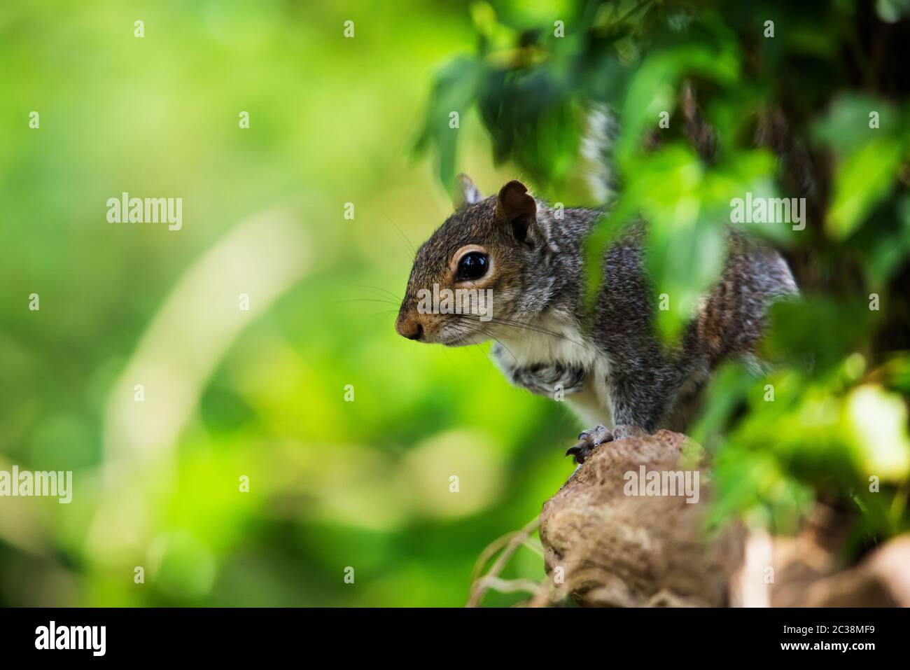 Eastern Gray Squirrel in her environment. Her Latin name is Sciurus ...