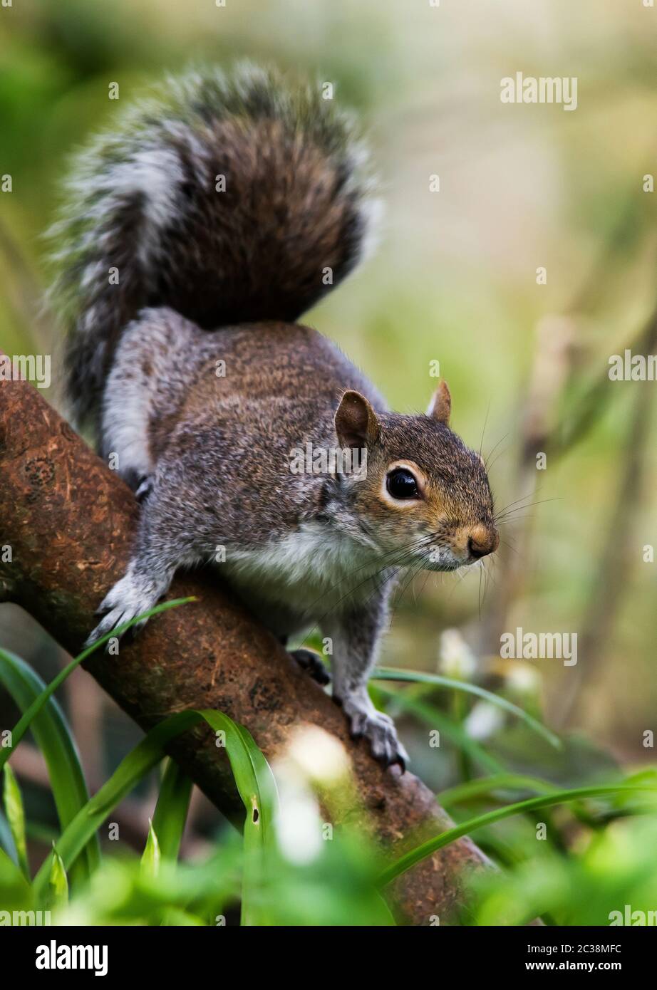 Eastern Gray Squirrel in her environment. Her Latin name is Sciurus ...
