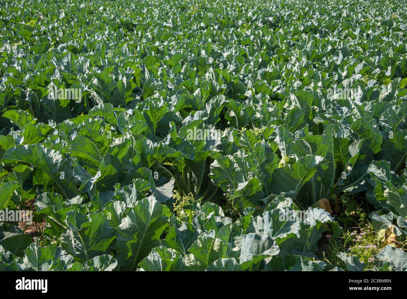 Cabbage field or farm, Green cabbages in the agriculture field Stock ...