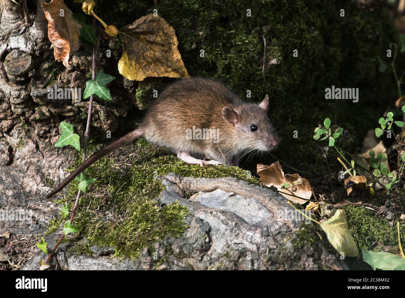 Brown Rat, Norway Rat, Rats, Rattus norvegicus Stock Photo - Alamy