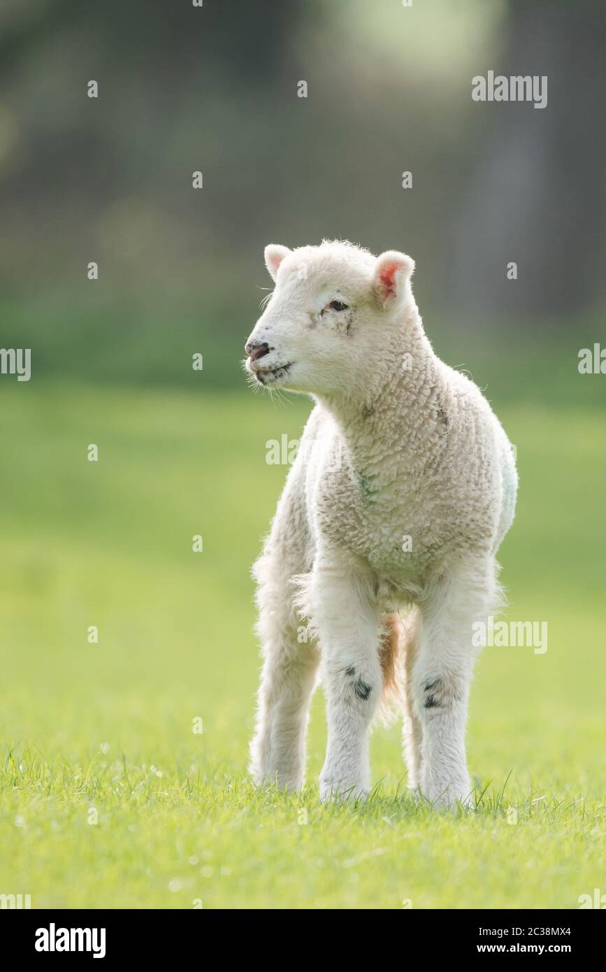 Sheep, Lamb, Ram, Ovis aries Stock Photo - Alamy