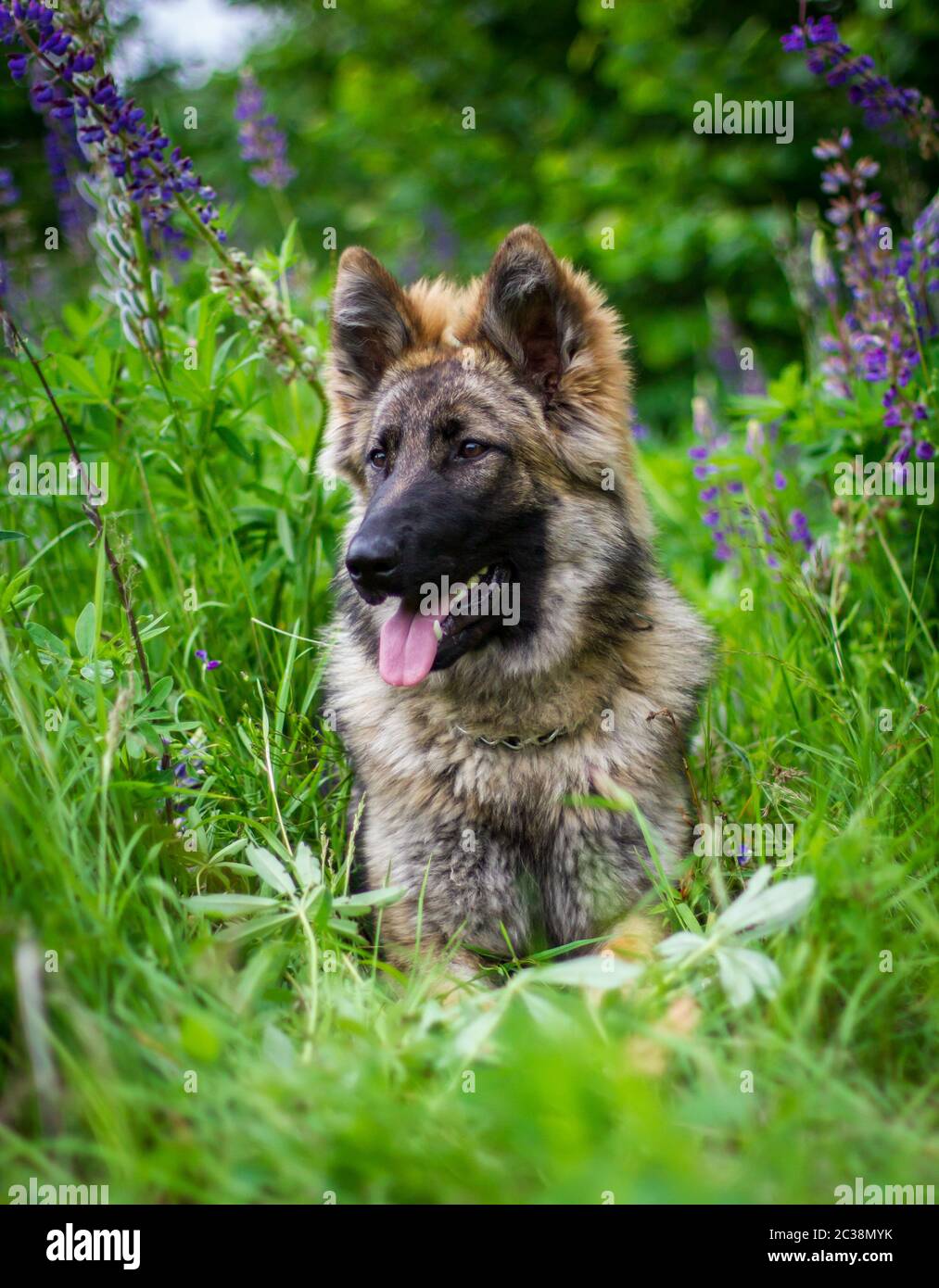 Grey shepherd hi-res stock photography and images - Alamy