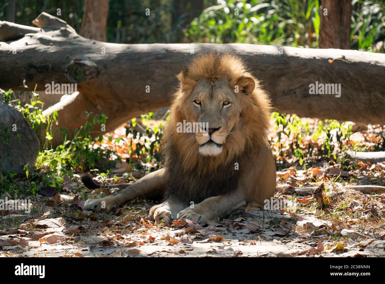 Captive environment hi-res stock photography and images - Alamy