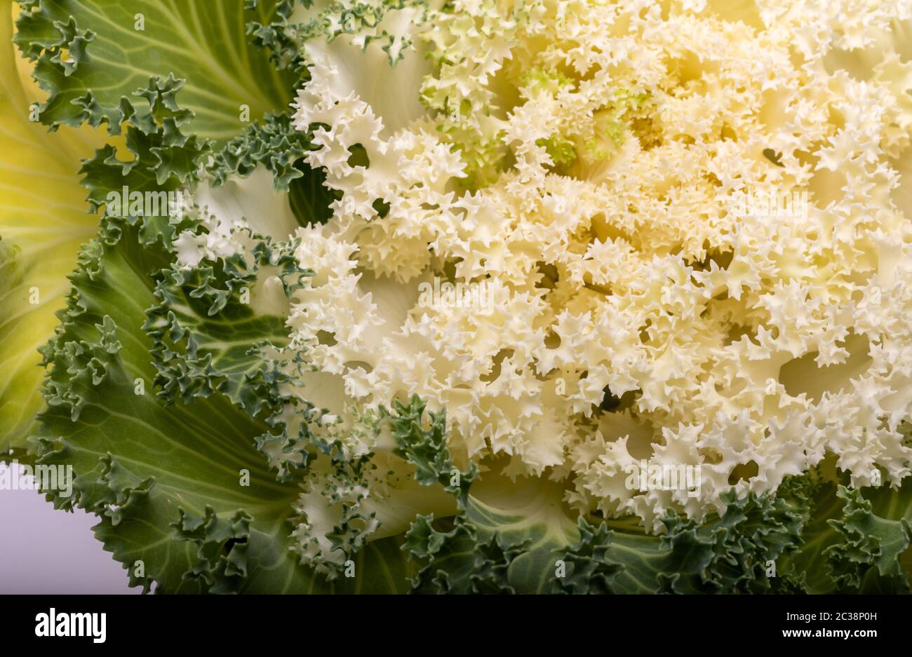 Ornamental White Kale or cabbage on white background Stock Photo - Alamy
