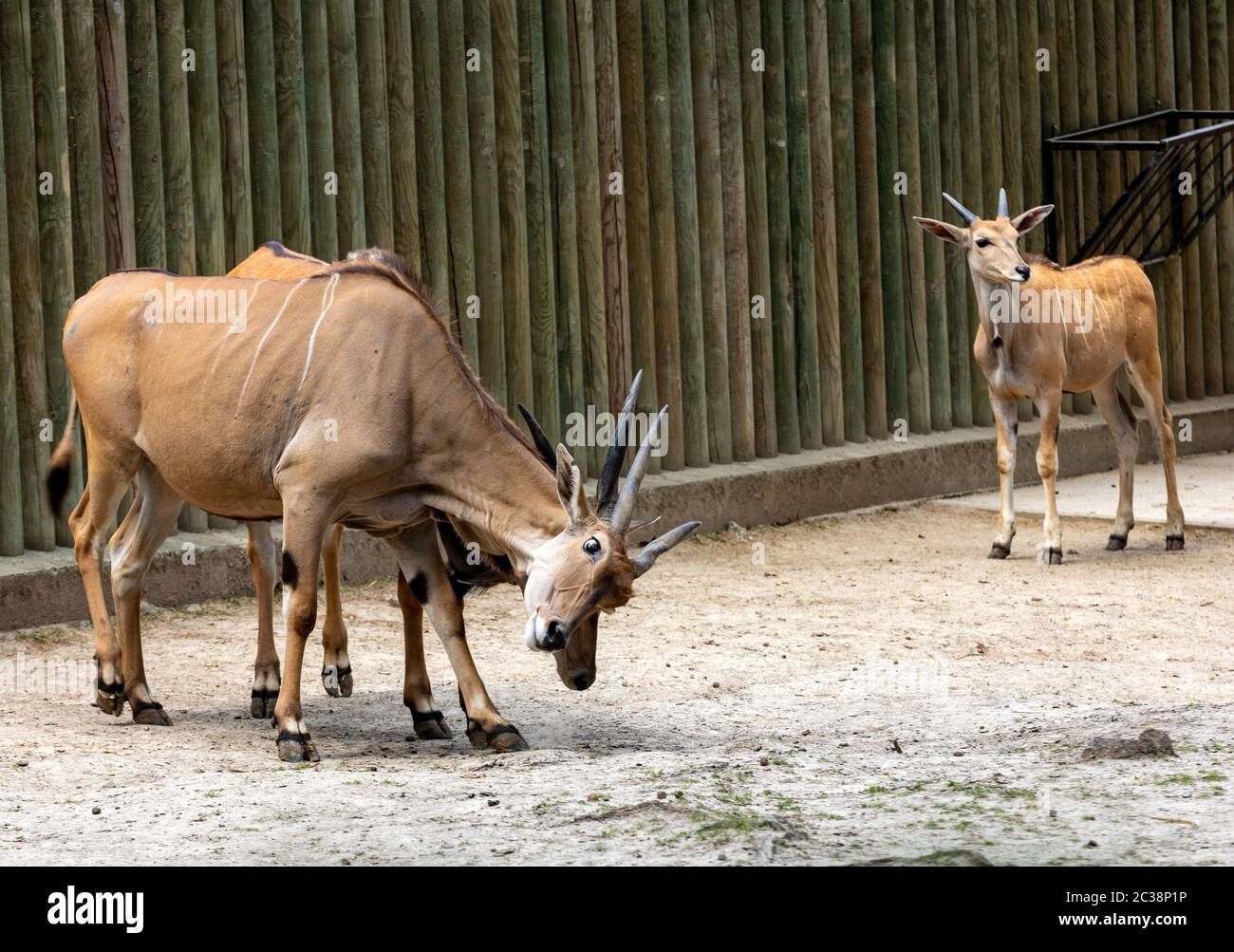 The common eland , also known as the southern eland or eland antelope ...