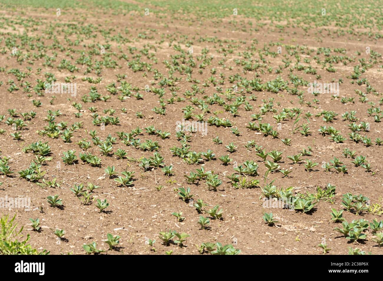 Broad field of view hi-res stock photography and images - Alamy