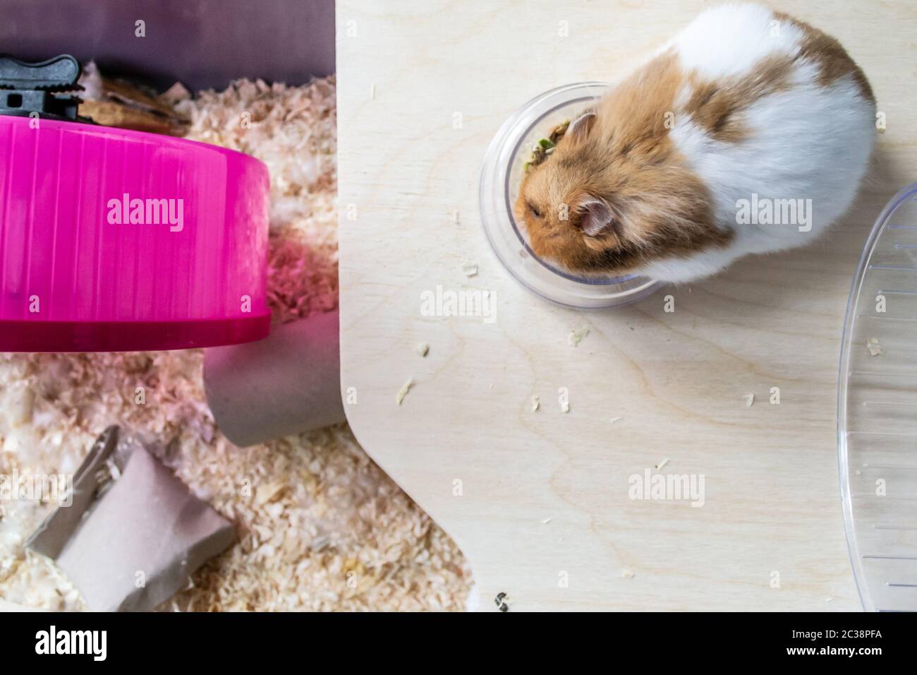 Hamster storing food hi-res stock photography and images - Alamy