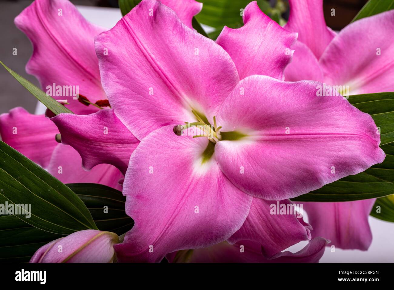Close-up of pink liles flowers. Common names for species in this genus ...