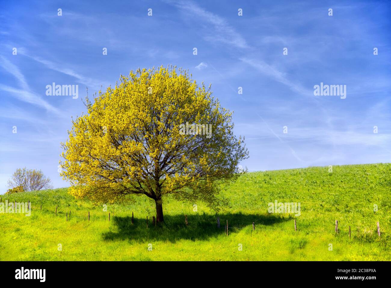 Tree shadow on the meadow hi-res stock photography and images - Alamy