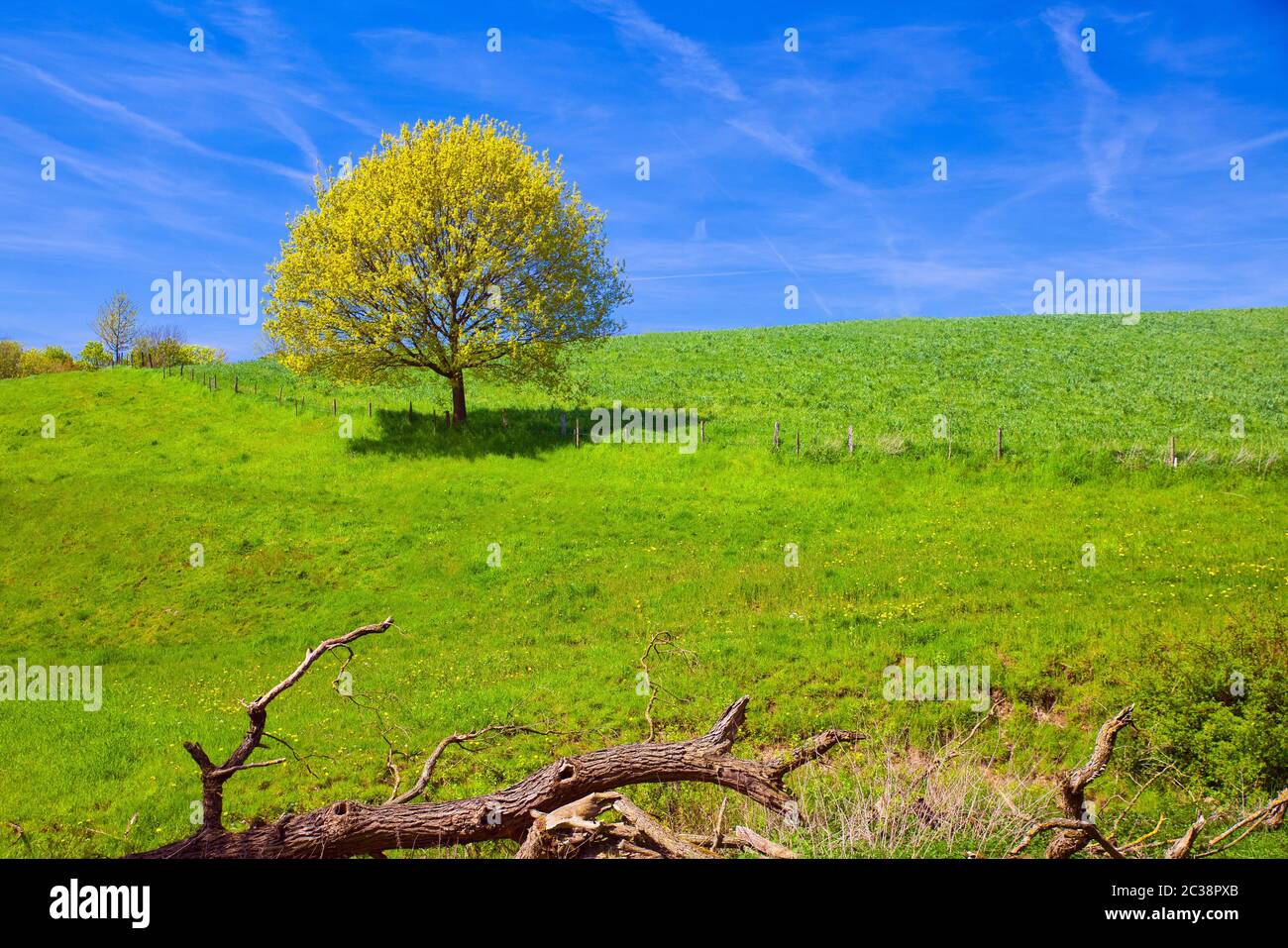 Tree shadow on the meadow hi-res stock photography and images - Alamy