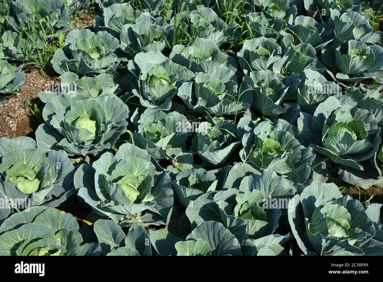 Closeup Green cabbages in the agriculture field, Cabbage field or farm ...