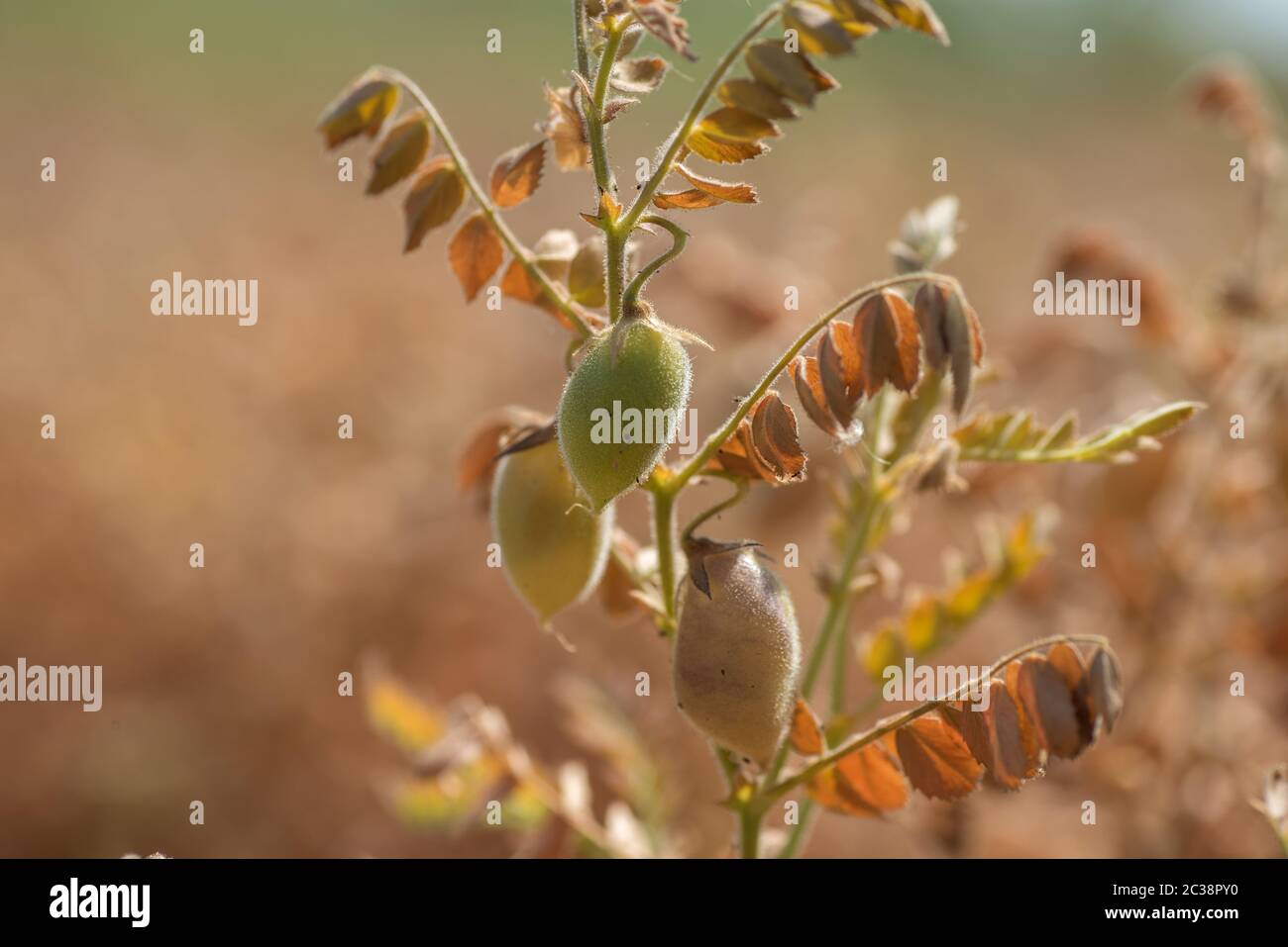 closeup of Chickpeas pod with green young plants in the farm field ...