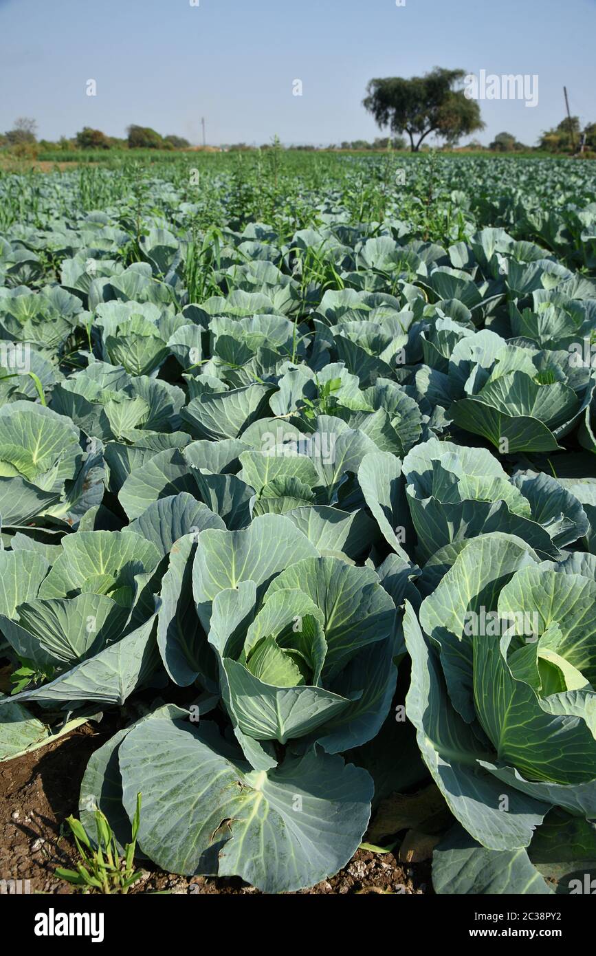 Closeup Green cabbages in the agriculture field, Cabbage field or farm ...