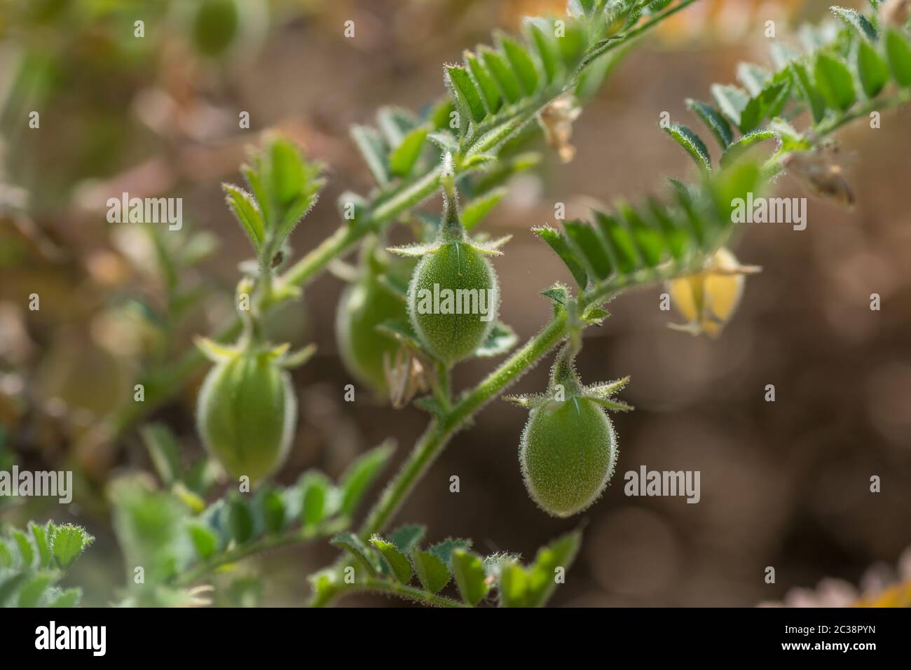 closeup of Chickpeas pod with green young plants in the farm field ...