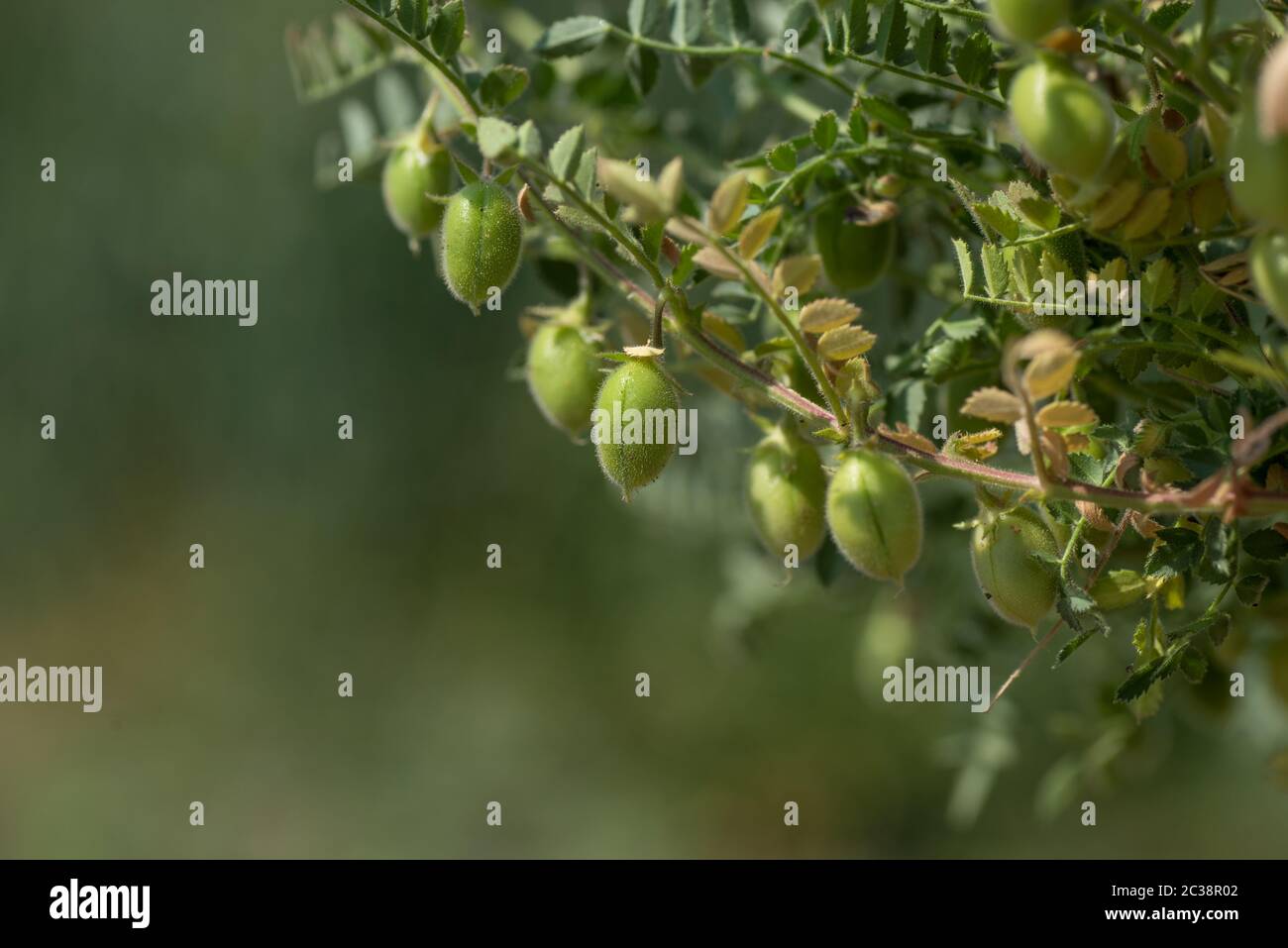 closeup of Chickpeas pod with green young plants in the farm field ...