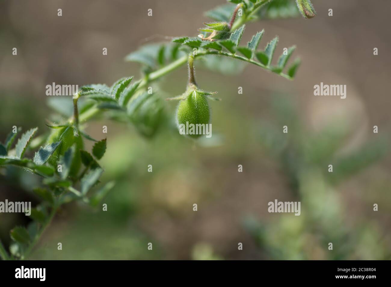 closeup of Chickpeas pod with green young plants in the farm field ...