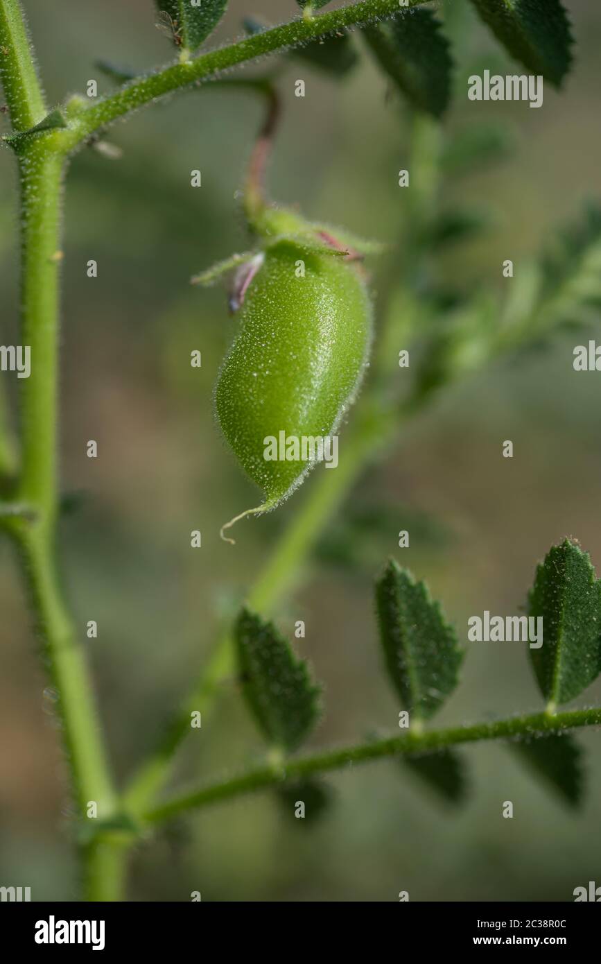 closeup of Chickpeas pod with green young plants in the farm field ...