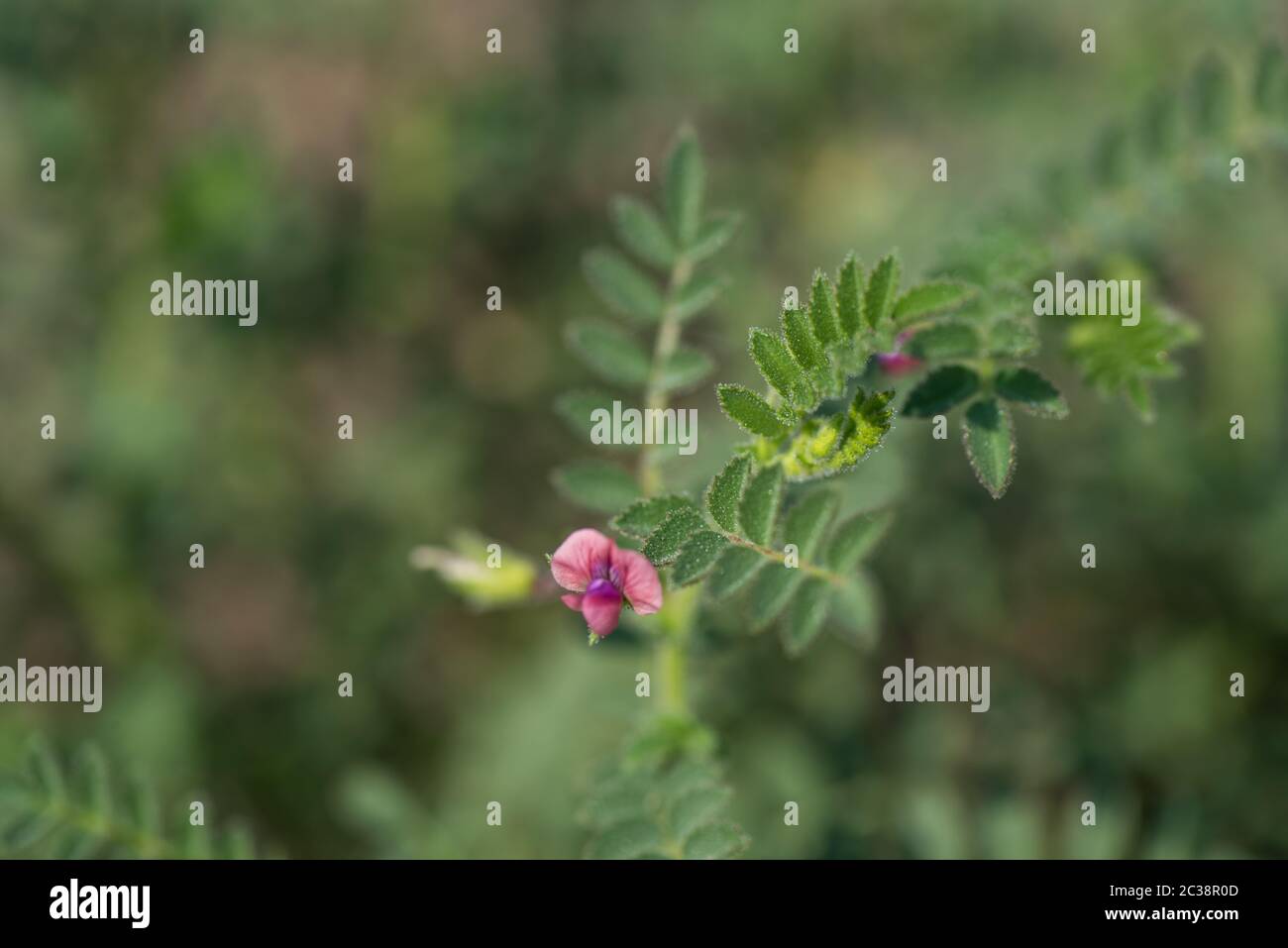 Chickpeas flowers with green young plants in the farm field Stock Photo ...