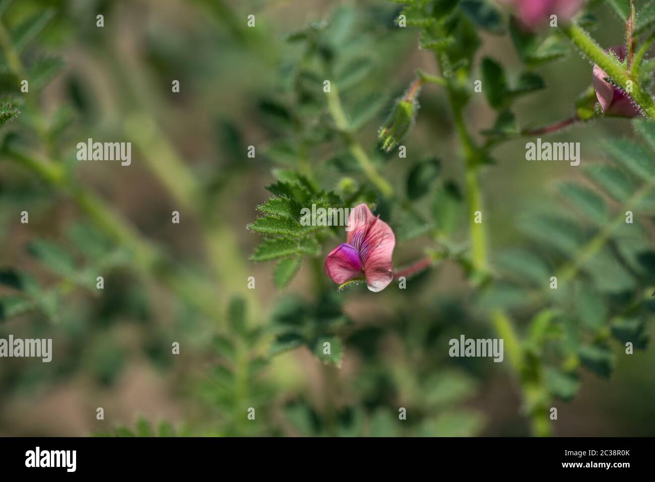 Chickpeas flowers with green young plants in the farm field Stock Photo ...