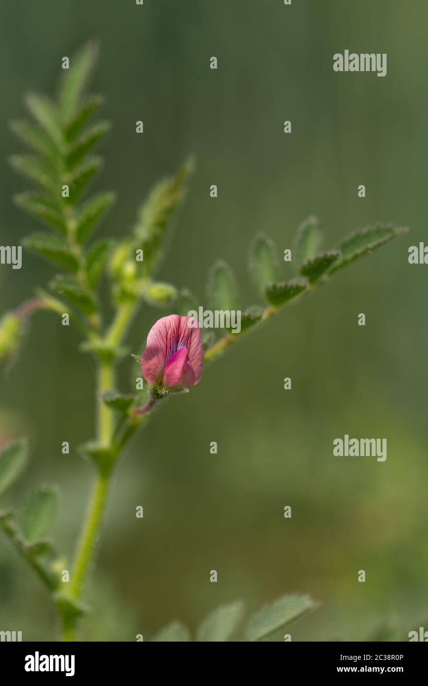 Chickpea flowers hi-res stock photography and images - Alamy