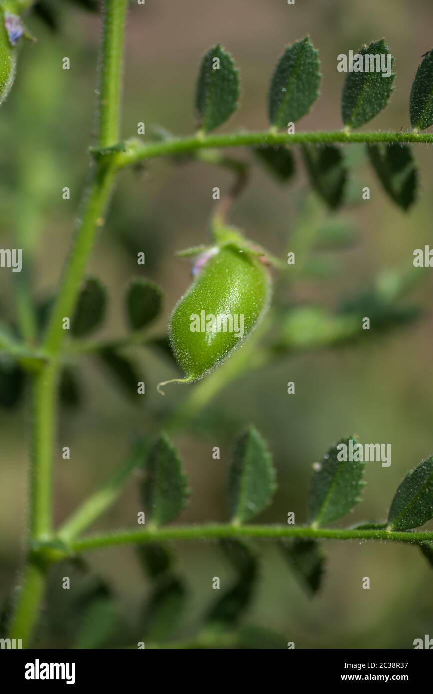 closeup of Chickpeas pod with green young plants in the farm field ...
