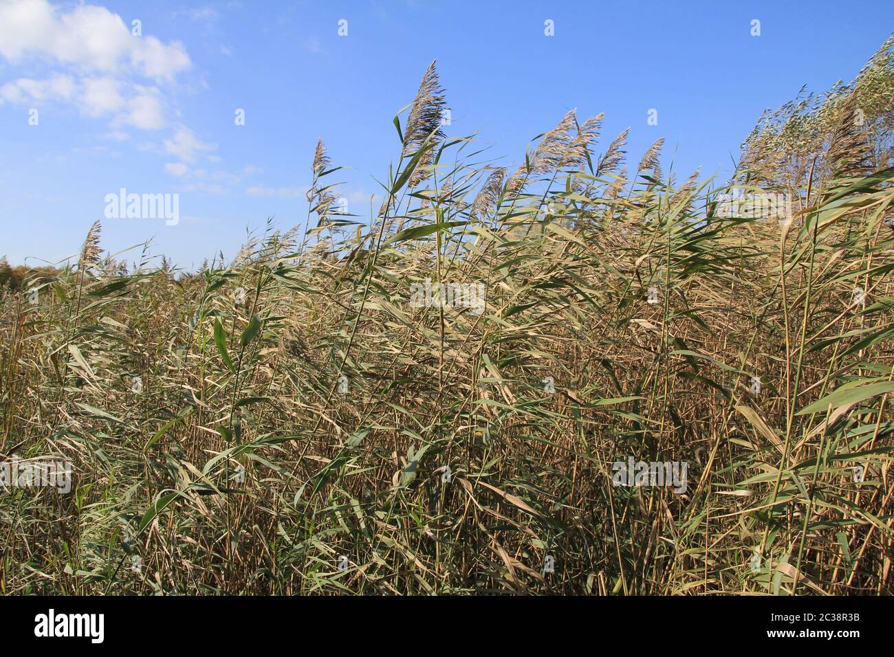 Flowering of southern common reed on a lake pond Stock Photo - Alamy