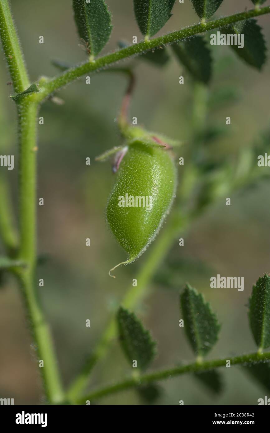 closeup of Chickpeas pod with green young plants in the farm field ...