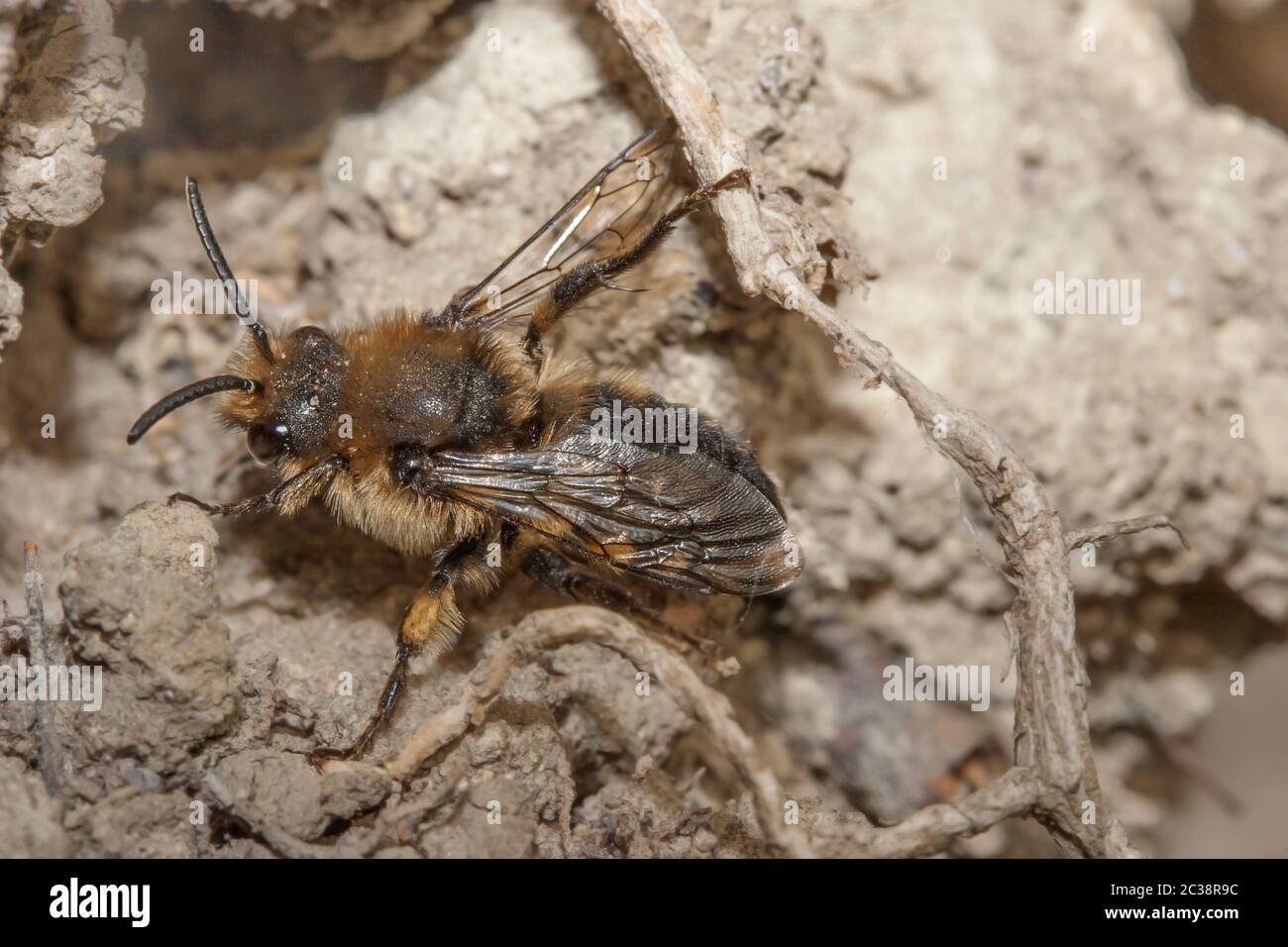 Sand bee 'Andrena spec.' Stock Photo - Alamy
