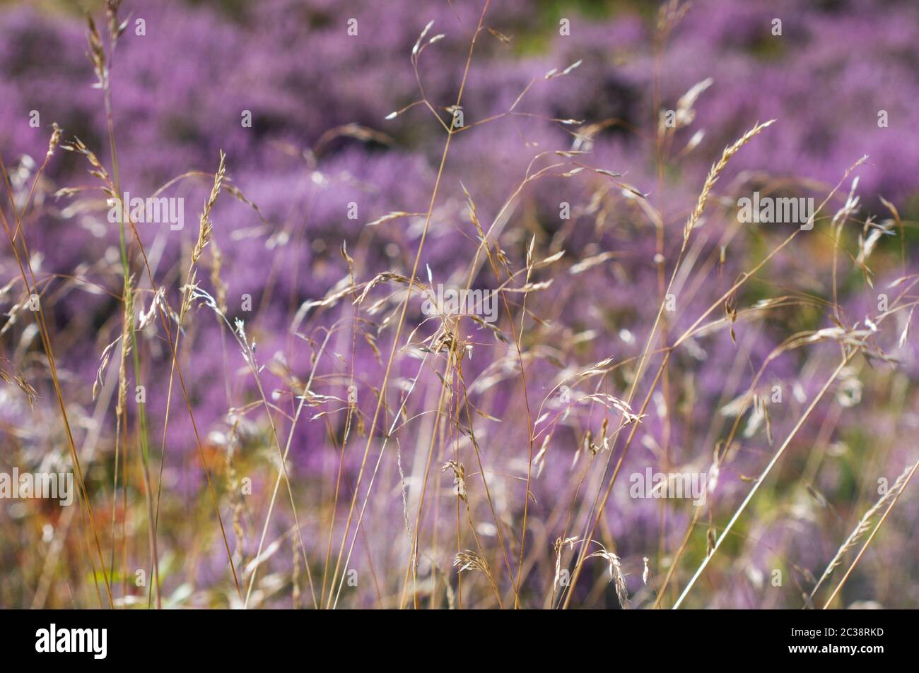 Heather seed hi-res stock photography and images - Alamy
