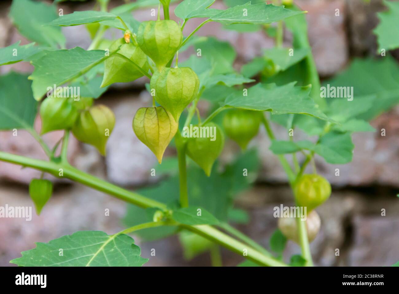 Cardiospermum halicacabum hi-res stock photography and images - Alamy