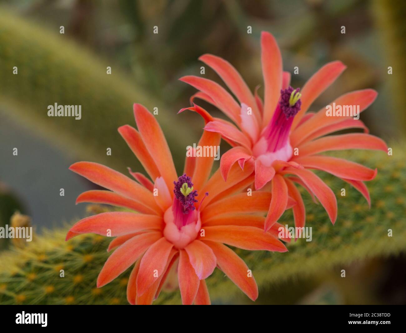 Rats tail cactus flowers hi-res stock photography and images - Alamy
