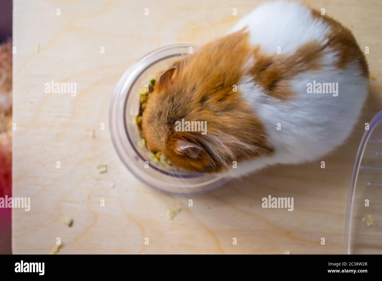 Syrian hamster eating from food bowl Stock Photo - Alamy