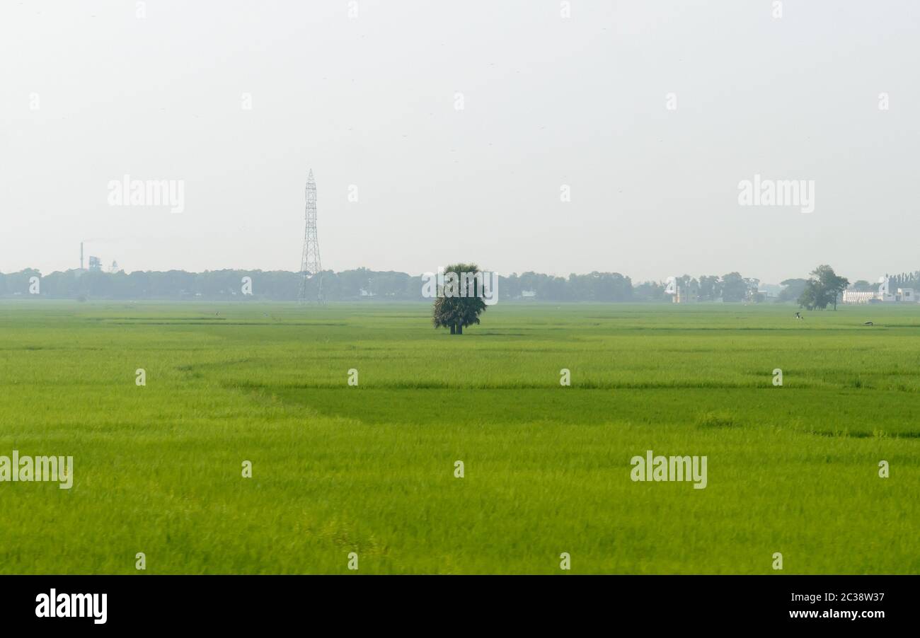 Tree alone in paddy field hi-res stock photography and images - Alamy