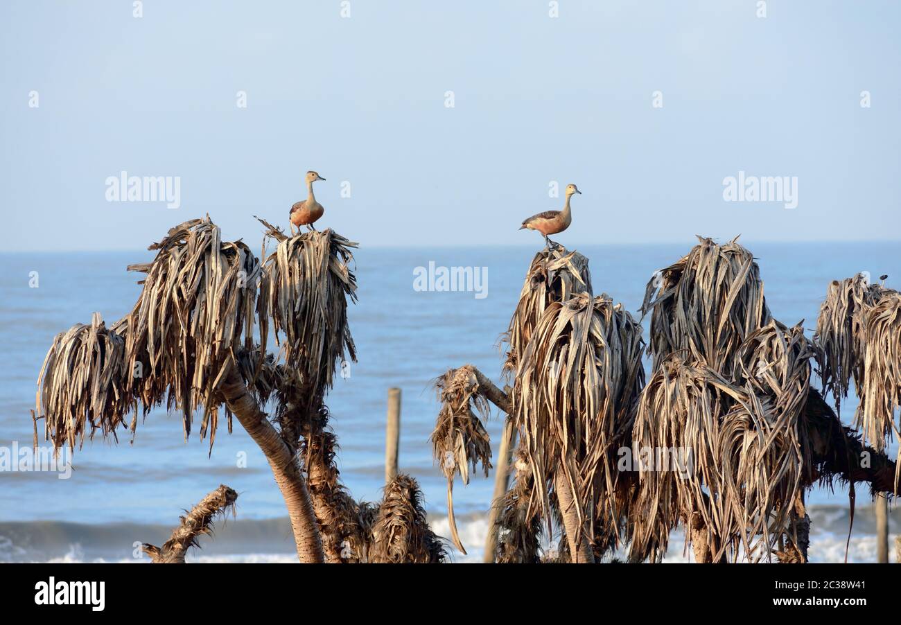 Two Lesser Indian whistling duck (Dendrocygna javanica), a tree nesting ...