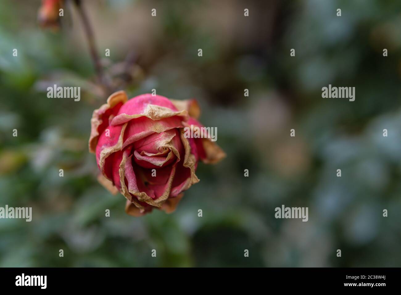 Wilted rose hi-res stock photography and images - Alamy