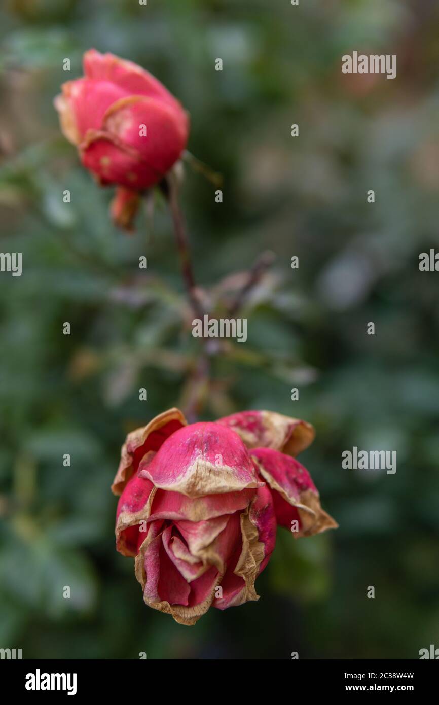 Wilted rose hi-res stock photography and images - Alamy