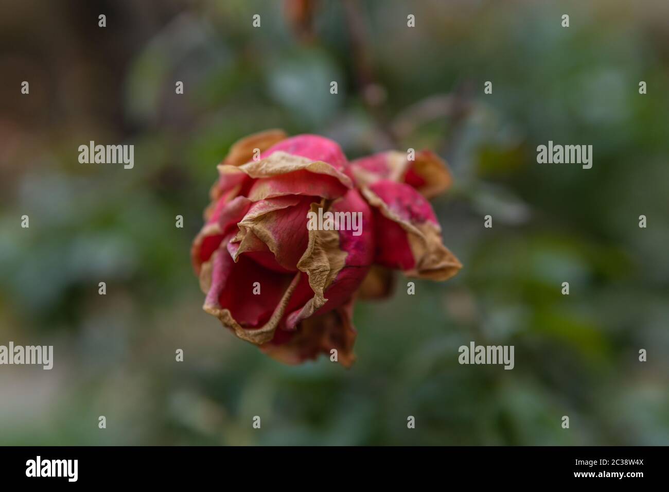 Wilted rose hi-res stock photography and images - Alamy