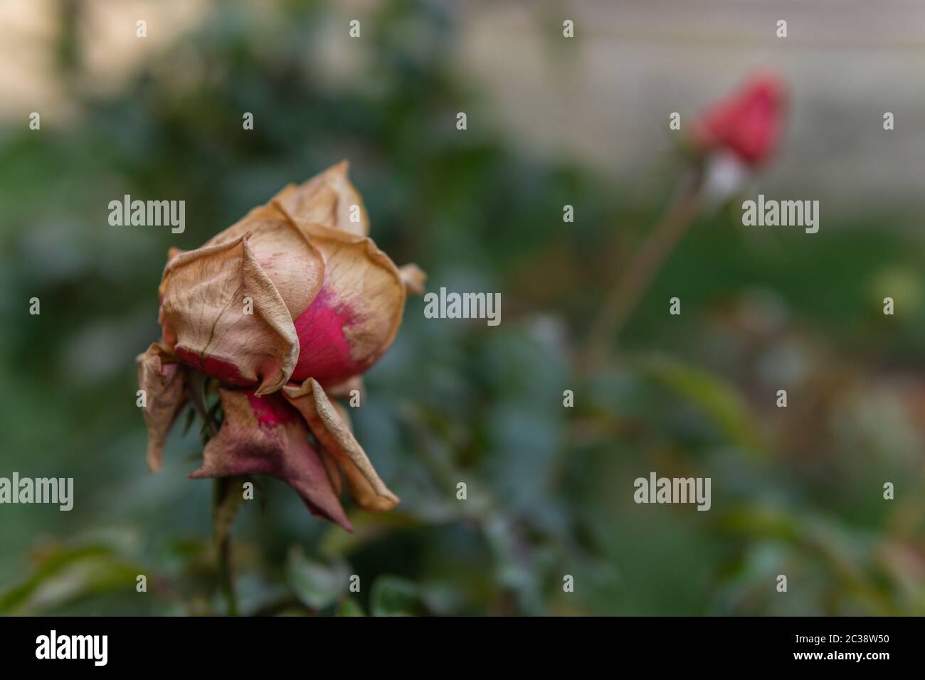 Wilted pink rose petals hi-res stock photography and images - Alamy
