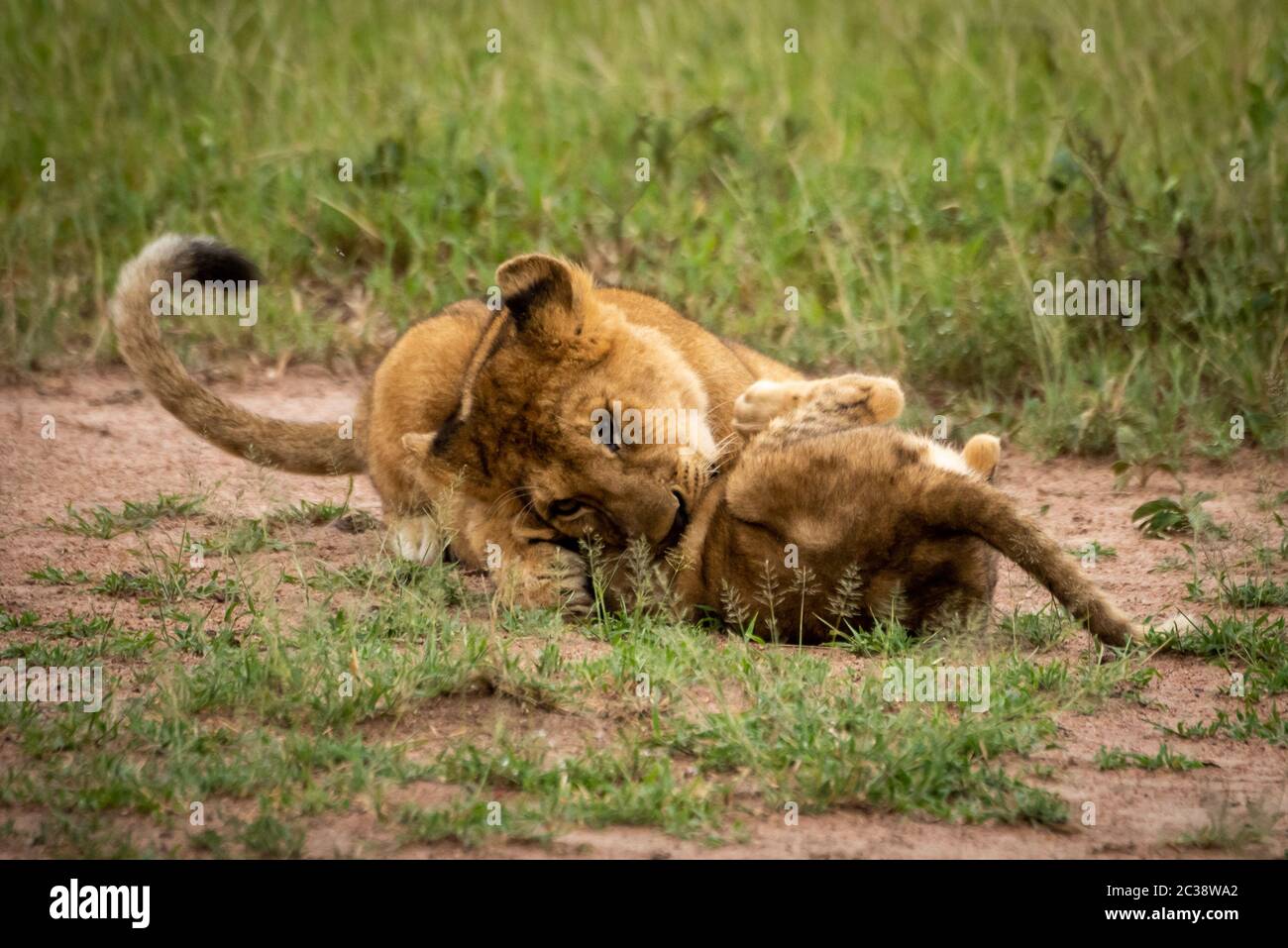 Lion cub lies biting another in grass Stock Photo - Alamy