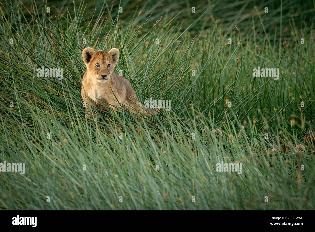 Lion cub lies alone in tall grass Stock Photo - Alamy
