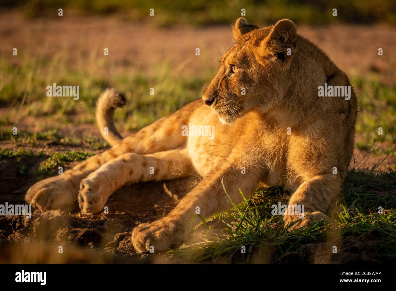 Left facing lion hi-res stock photography and images - Alamy