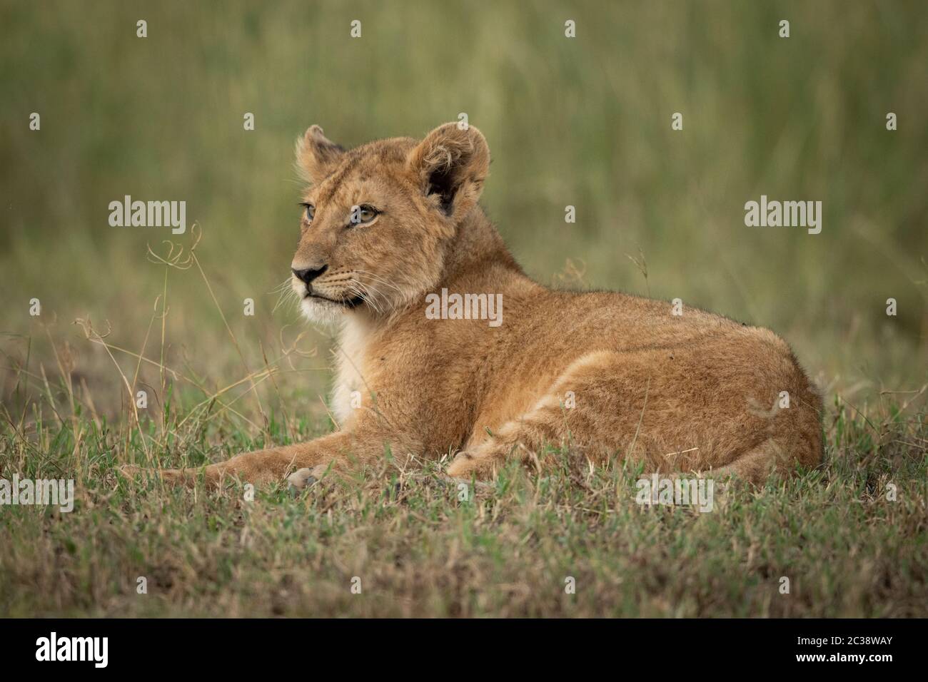 Left facing lion hi-res stock photography and images - Alamy
