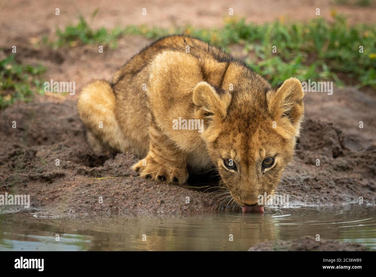 Lion cub lies drinking from muddy pond Stock Photo - Alamy